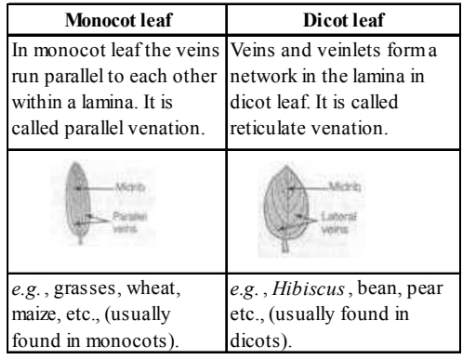 Draw diagrams of a typical monocot and dicot leaves to show their venation pattern.