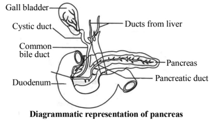 What is pancreas? Mention the major secretions of pancreas that are ...