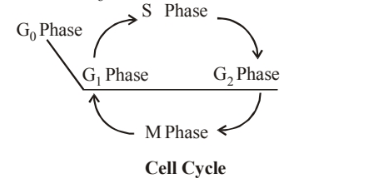 What is G 0 (quiescent phase) of cell cycle?