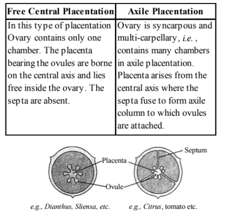 How can you differentiate between free central and axile placentation?