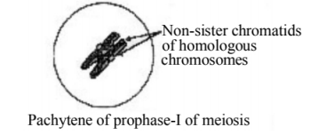 The diagram shows a bivalent at prophase-I of meiosis. Which of the ...