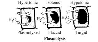 (a) With the help of well-labelled diagrams, describe the process of ...