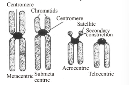 What is a centromere? How does the position of centromere form the ...