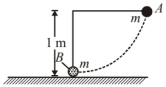 The bob A of a pendulum released from horizontal to the vertical hits ...