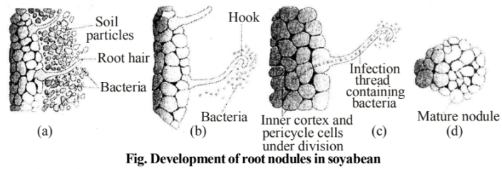 Trace the events starting from the coming in contact of Rhizobium to a ...