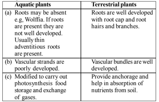 The essential functions of roots are anchorage and absorption of water ...