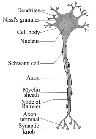 Explain the process of the transport and release of neurotransmitter ...