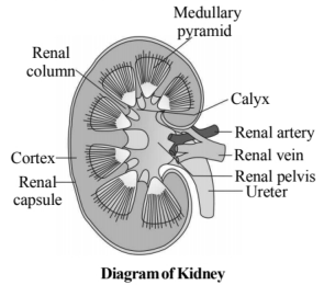 Describe the structure of a human kidney with the help of a labelled ...