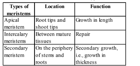 State the location and function of different types of meristems.