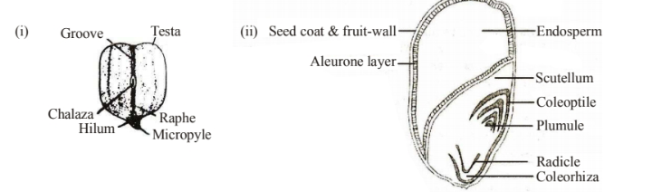 Draw the labelled diagram of the following: (i) Gramseed (ii) V.S. of ...