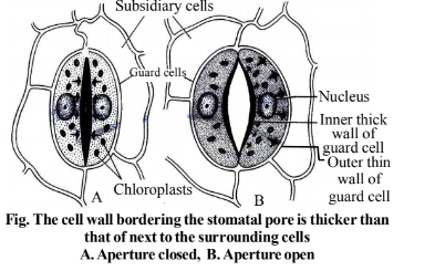 What causes the opening and closing of guard cells of stomata during ...