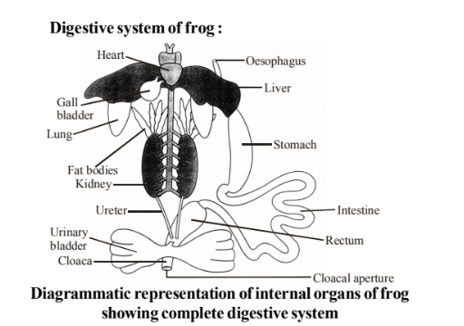 Draw a neat diagram of digestive system of frog.