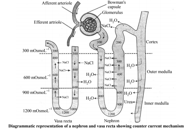 Explain the mechanism of formation of concentrated urine in mammals.