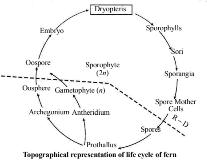 Comment on the life cycle and nature of fern prothallus.