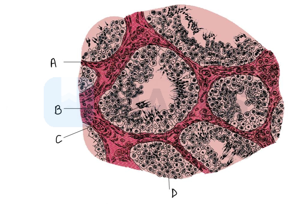 Select A, B, C, D from the following diagram.