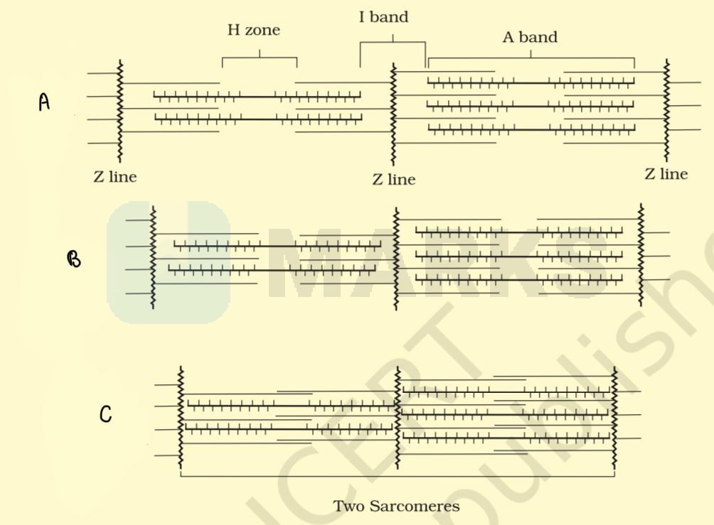 Select A, B, C from the following diagram.