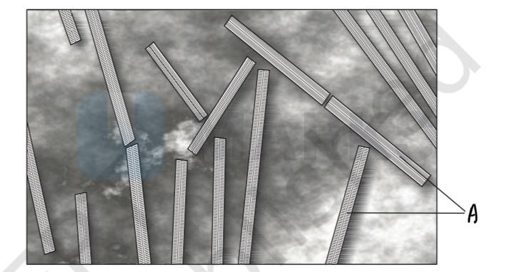Identify the labelling A in the following diagram.