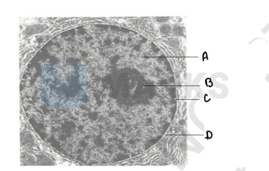 Select A, B, C, D from the following Diagram.