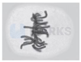 The photomicrographs show cells in various stages of the cell cycle ...