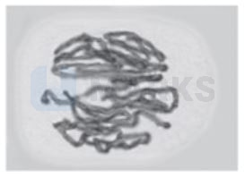 The photomicrographs show cells in various stages of the cell cycle ...