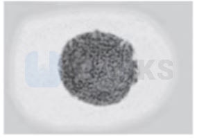 The photomicrographs show cells in various stages of the cell cycle ...