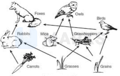 Identify the correct number of food chains in the given food web.