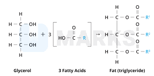 A typical fat molecule is made up of