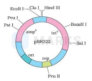 The figure below is the diagrammatic representation of the E.Coil vector pBR322. Which one of ...