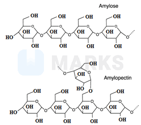 The difference between amylose and amylopectin is