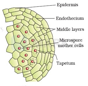 Identify the parts labelled P , Q , R, and S , and select the right ...