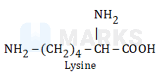 Lysine is which type of amino acid