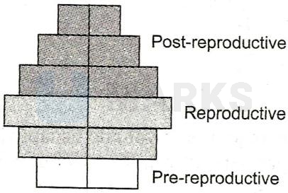 What type of human population is represented by the following age pyramid?