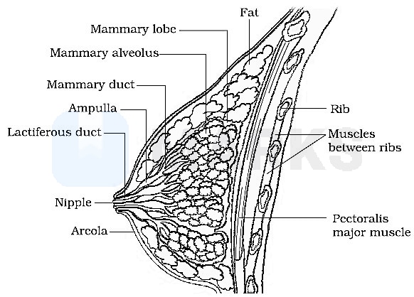 Diagrammatic section of the mammary gland is given. Select the ...