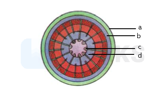 Given figure is a transverse section of dicot stem showing secondary ...