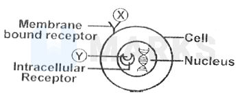 Given below is a schematic representation of the mechanism of hormone action. Select the set of ...