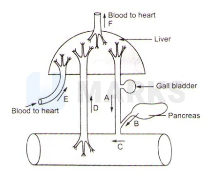 The diagram below shows how things get to and from the liver. They are ...