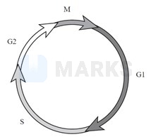 The below image summarises the cell cycle of a typical eukaryotic cell ...