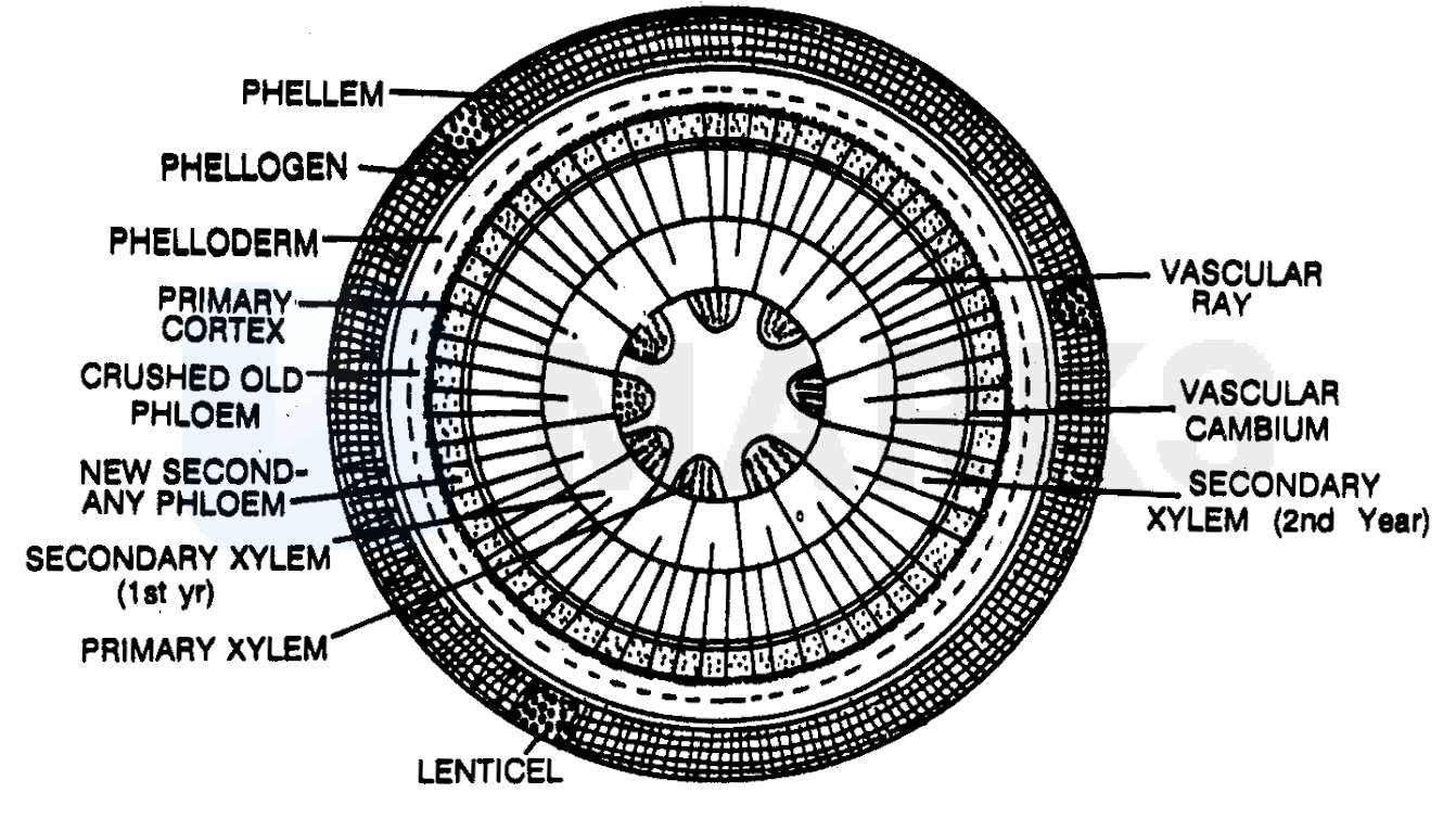 Given figure is a transverse section of dicot stem showing secondary ...