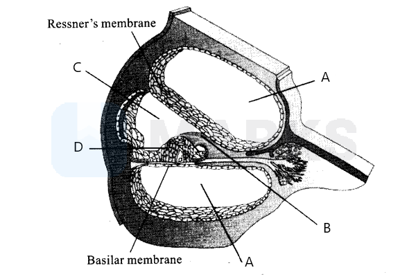 Given below is a diagrammatic cross-section of a single loop of the human cochlea. Which one of ...
