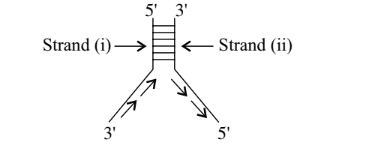 What is incorrect about the following figure representing DNA replication?