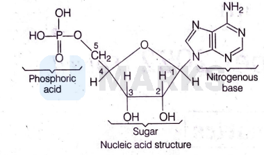 Hydrolysis of nucleic acid gives nitrogenous base sugar and......