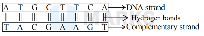 If one strand of a DNA has the sequence ATGCTTCA, sequence of the bases ...