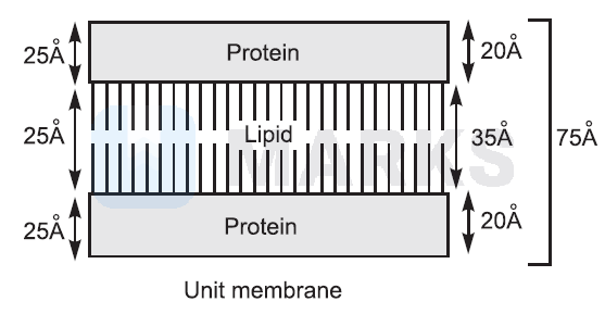The thickness of unit membrane is