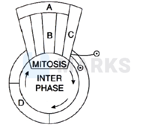 Given below is a schematic break-up of the phases / stages of cell ...