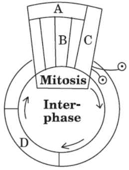 Given below is a schematic break-up of the phases/stages of cell cycle ...