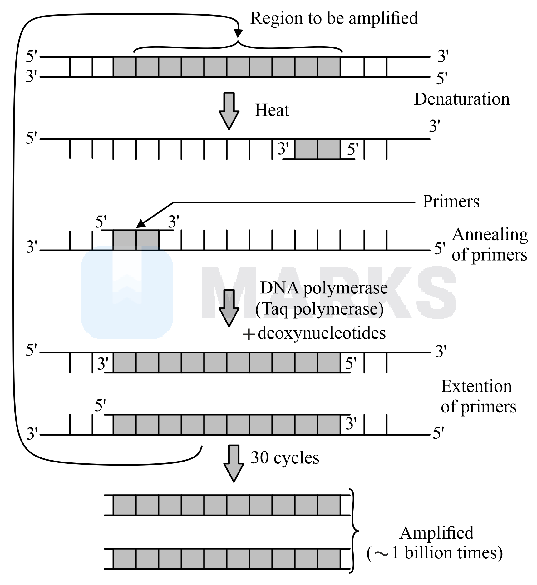 The correct order of steps in Polymerase Chain Reaction (PCR) is