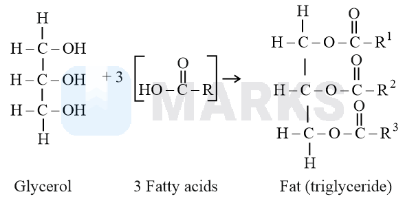 A typical fat molecule is made up of
