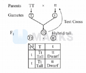 A common test to find the genotype of a hybrid is by: