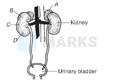 Figure shows human urinary system with structures labelled A to D . Select option, which ...