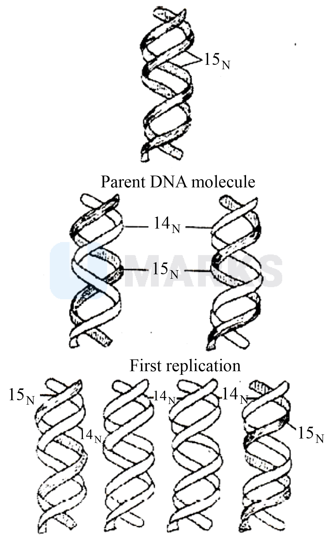 The experimental proof for semiconservative replication of DNA was ...